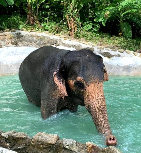 Elephant Trekking Tours in Phuket (Chang Kalim) . Price from $20 - Take ...