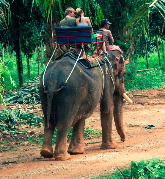 Elephant Trekking Tours in Phuket (Chang Kalim) . Price from $20 - Take ...