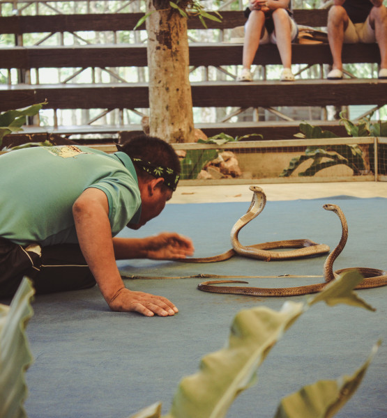 Snake Farm in Pattaya - Take.Travel